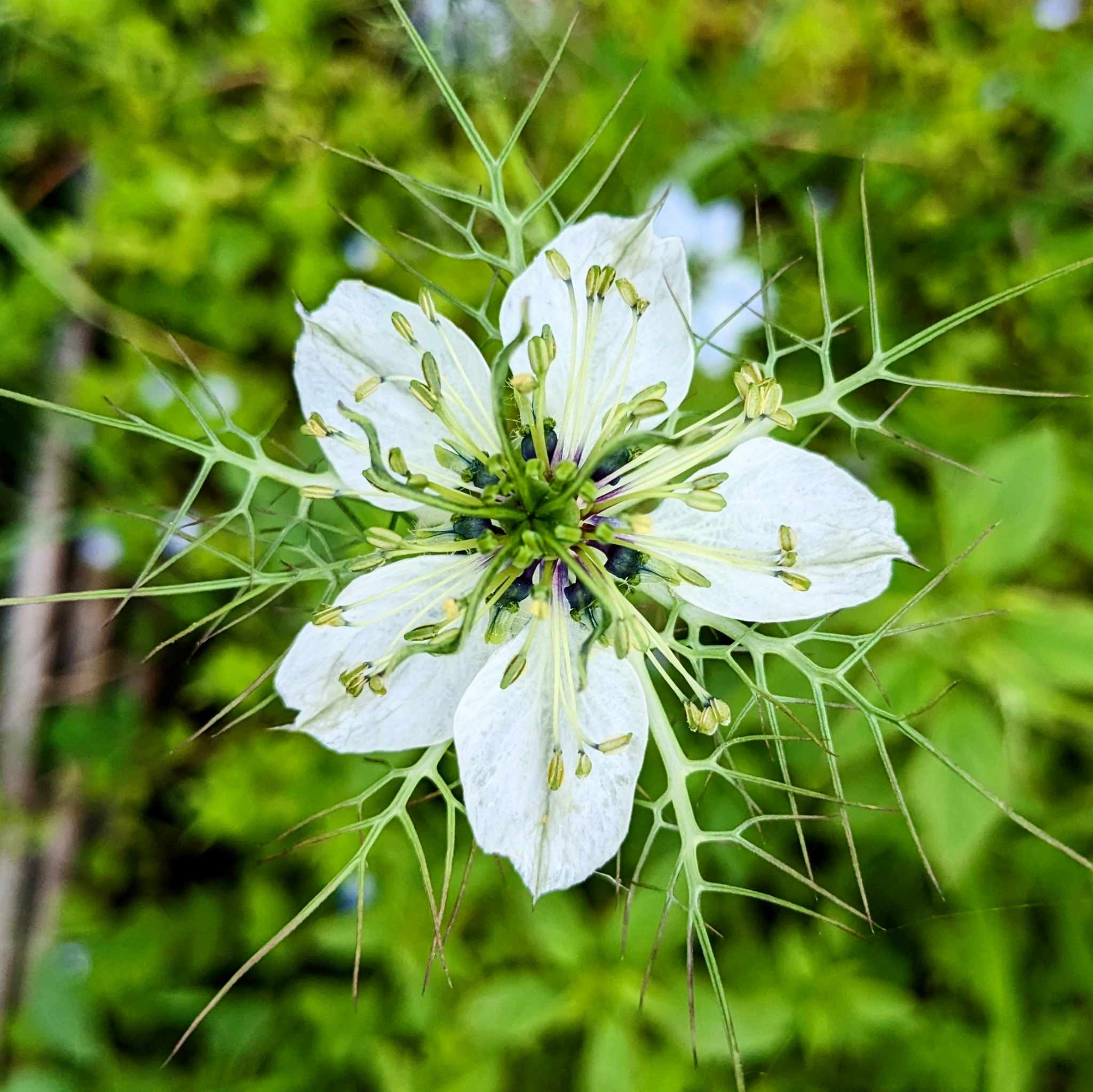 Semences de Nigelle de Damas – BVBR – Marché ambulant